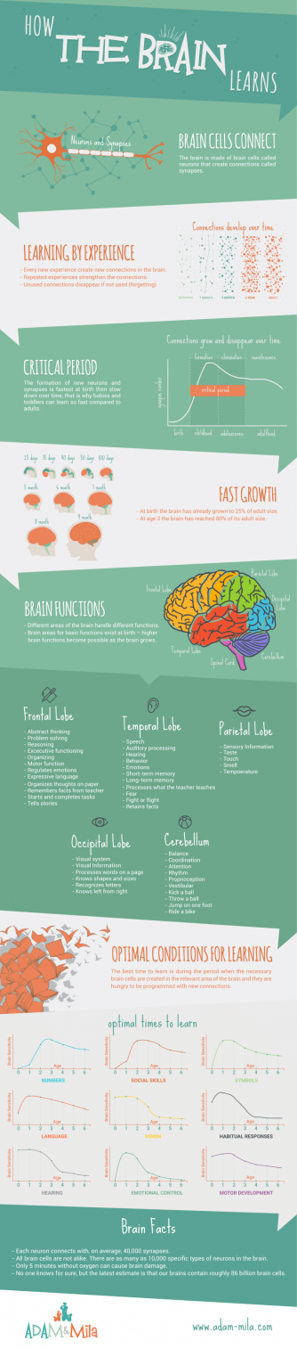 Brain Development of Children from 0-6 years - Facts every parent ...
