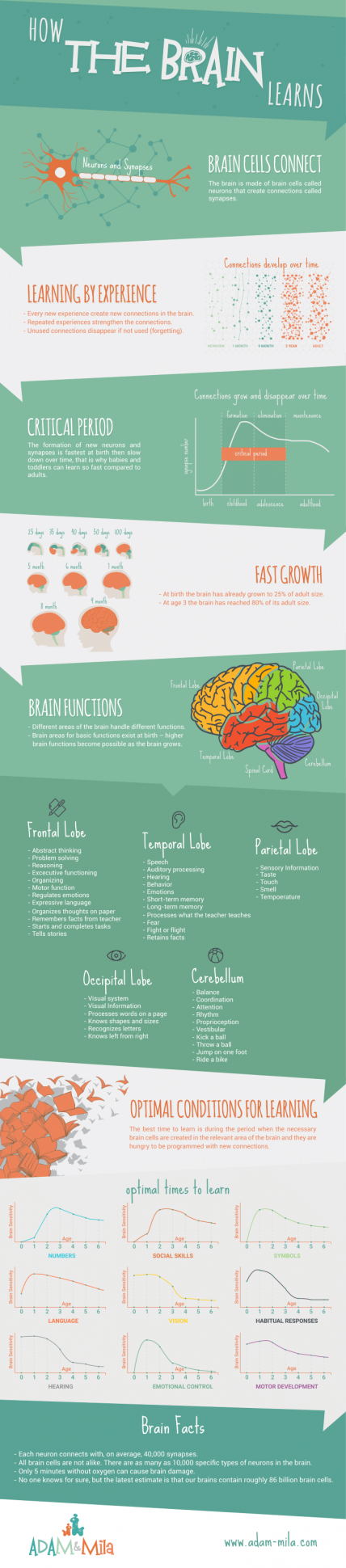 Brain Development of Children from 0-6 years - Facts every parent ...