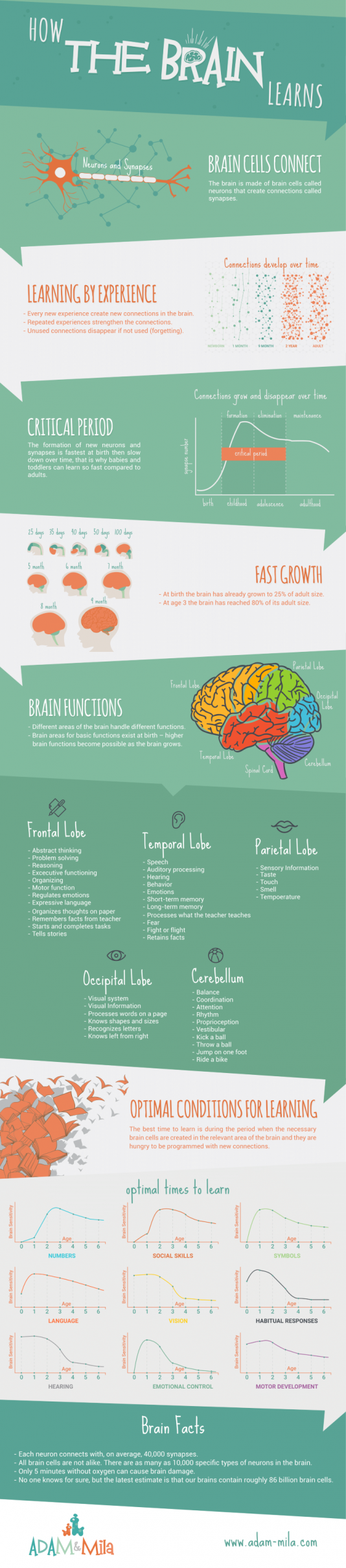 Brain Development of Children from 0-6 years - Facts every parent ...